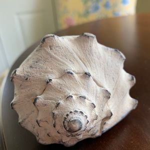 Other | Conch Shell | Poshmark